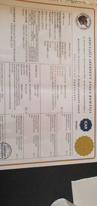 Vand taur Angus negru, 4 ani Targu-Mures • OLX.ro
