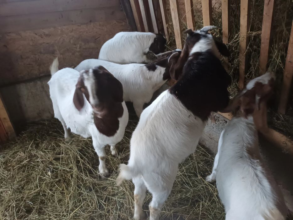 Capre boer de vanzare Miresu Mare • OLX.ro