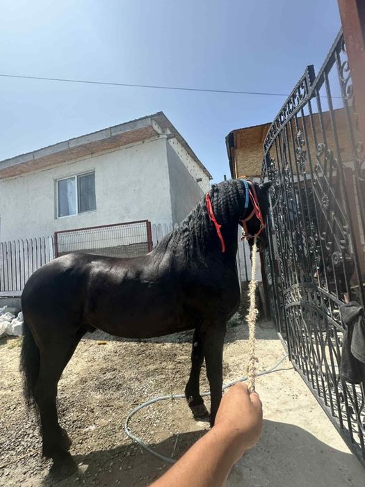 Cal Frizian (castrat) ,Iapa Nostar Furios Ovidiu • OLX.ro