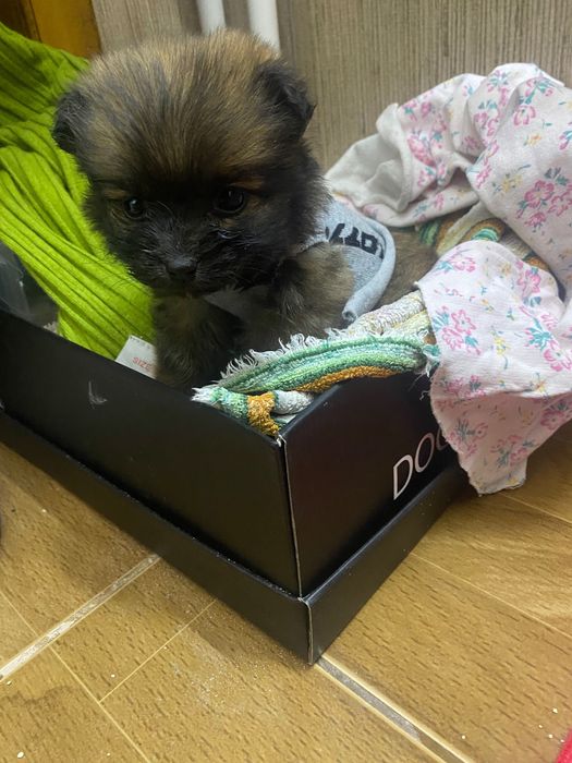 Cățeluș mic spre adoptie Constanta • OLX.ro