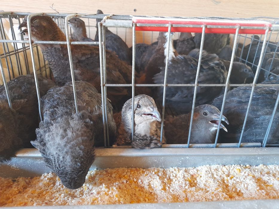 Prepelite polare gigantic și tuxedo tibetane tineret 5 săptămâni Baicoi ...