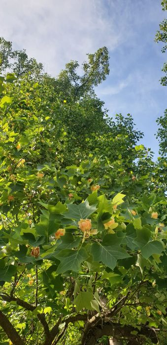 + 25 semințe tulipan, arbore de lalea (liriodendron tulipifera) Nou ...