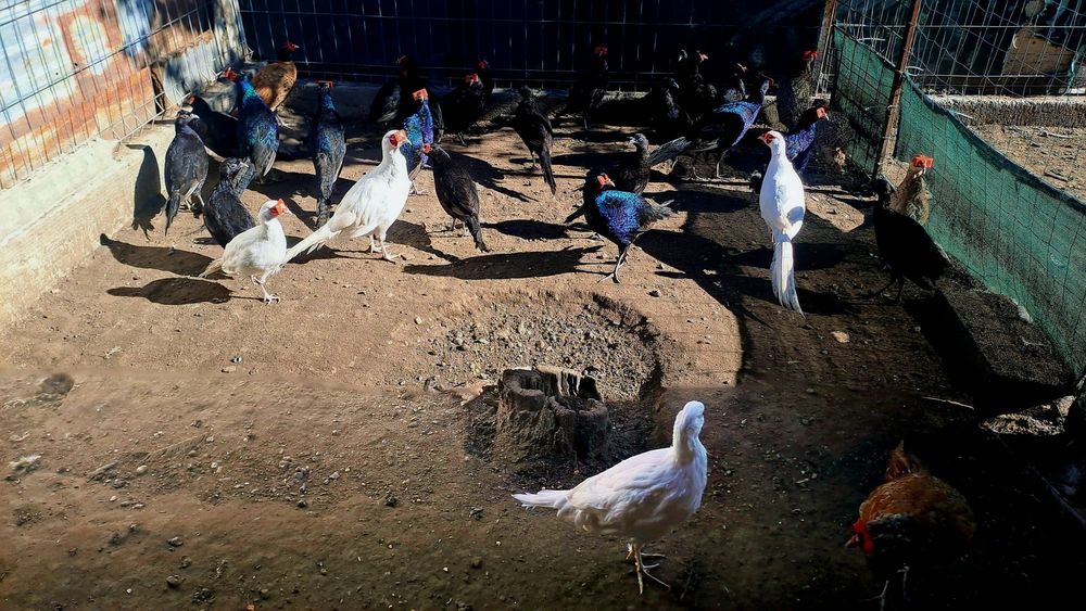 Vând păuni și fazani Craiova • OLX.ro