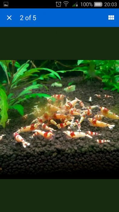 Spirulina usturoi, 100%,cuburi artemia, tubifex ,pesti acvariu,creveti ...