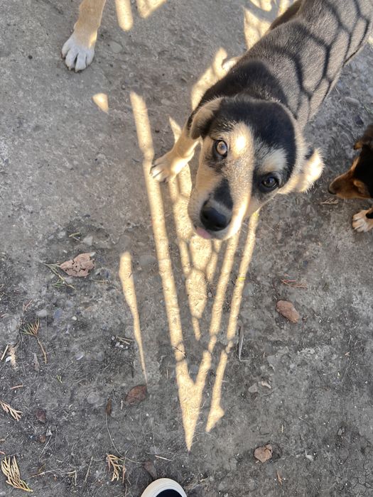 Pui catel adoptie Focsani • OLX.ro