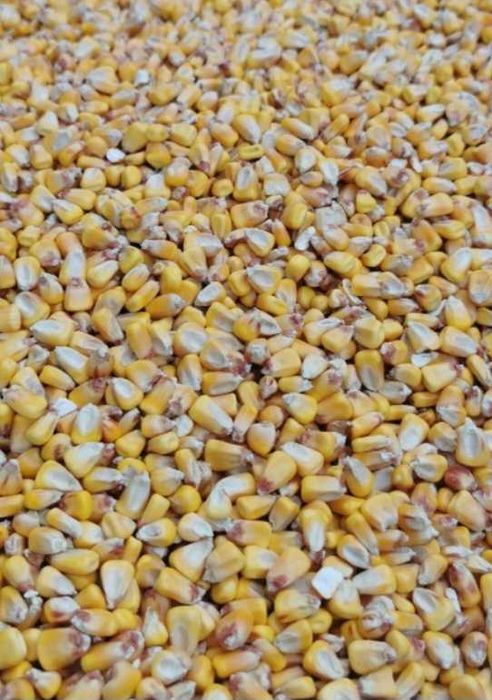 Vand porumb boabe producetie 2024 Daia • OLX.ro