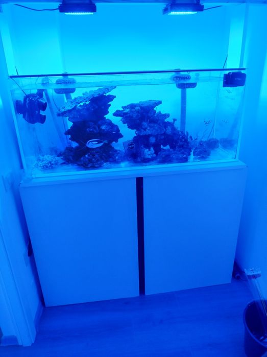 Acvariu marin 300 L marca Blau Oradea • OLX.ro