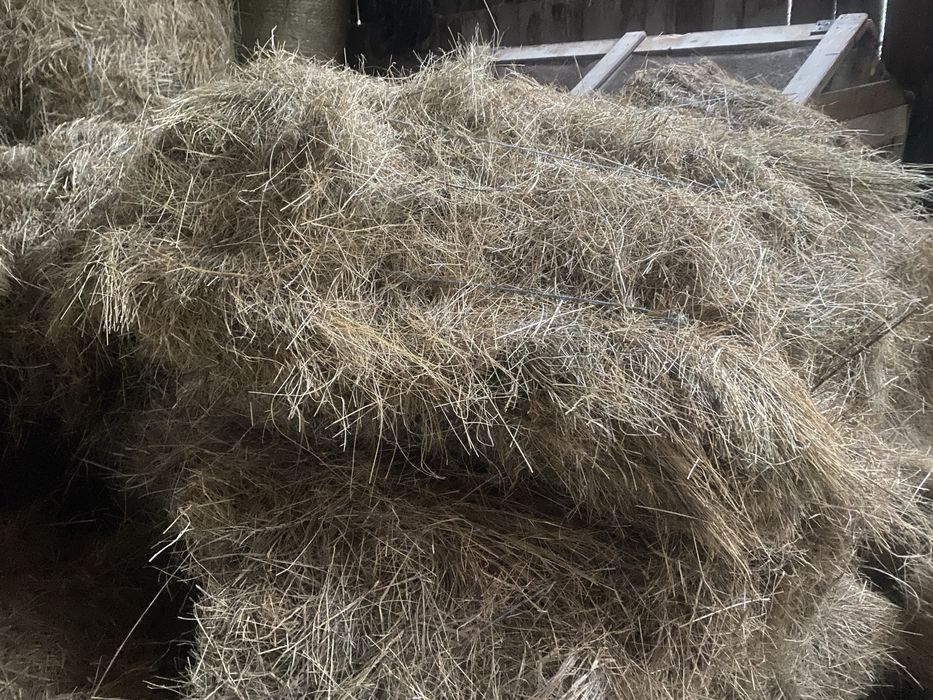 Baloti de fan neplouati Petid • OLX.ro