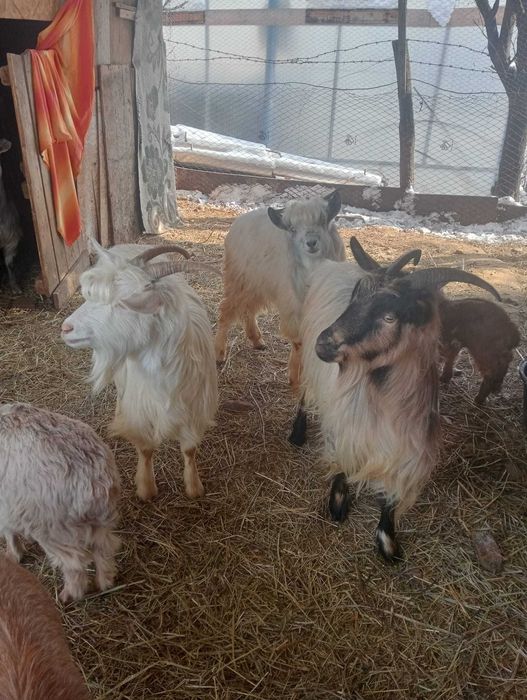 Vand capre fatate Brosteni • OLX.ro