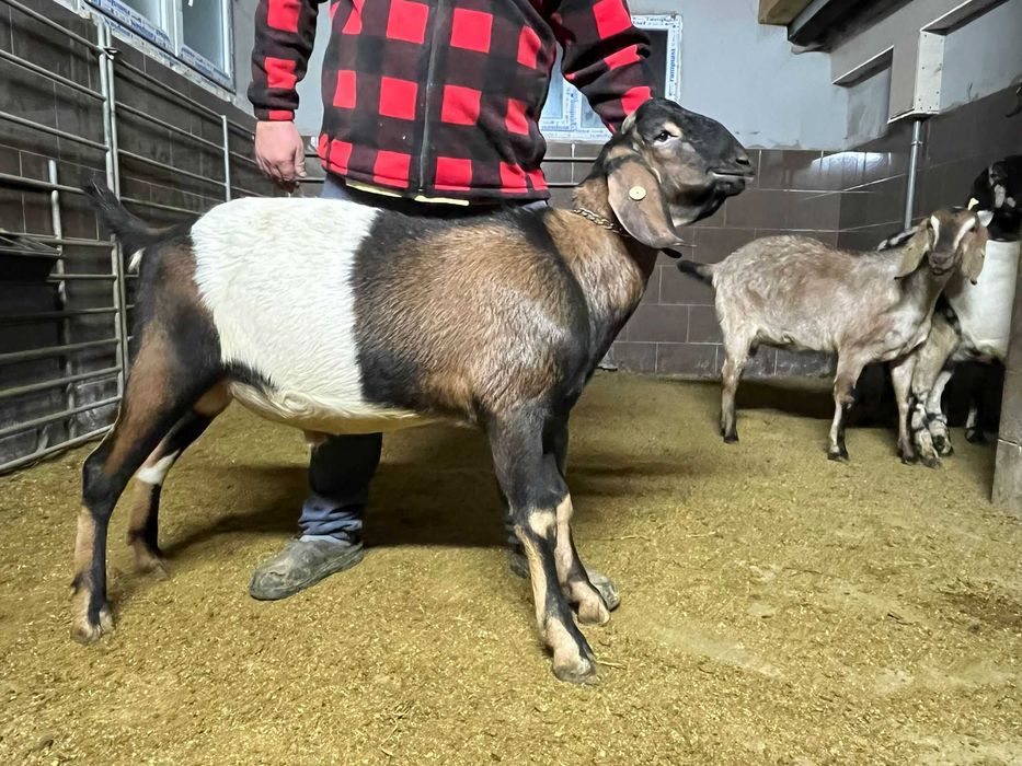 Capre iede, anglonubiene, tapi, anglo nubian, cu CERTIFICAT DE ORIGINE ...