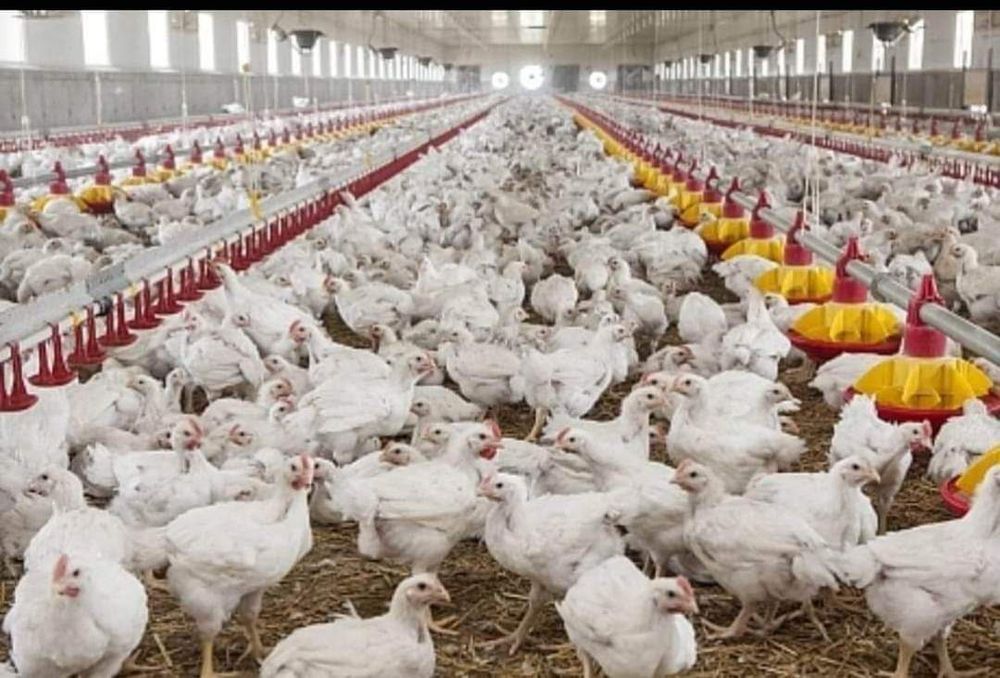 Pui de carne si rasa mixta Goia • OLX.ro