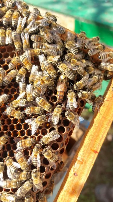 Matci buckfast vsh carnica carpatina familii albine stupi roiuri roi ...