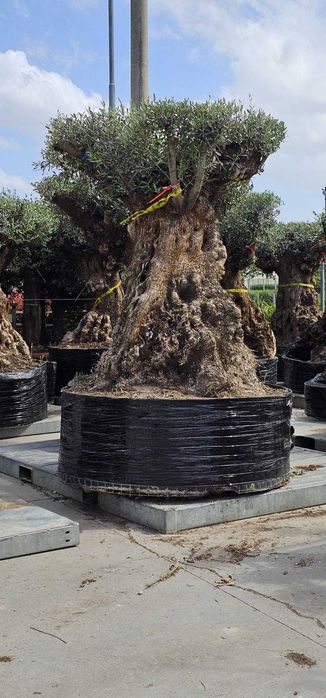 Vand maslini olea Brasov • OLX.ro