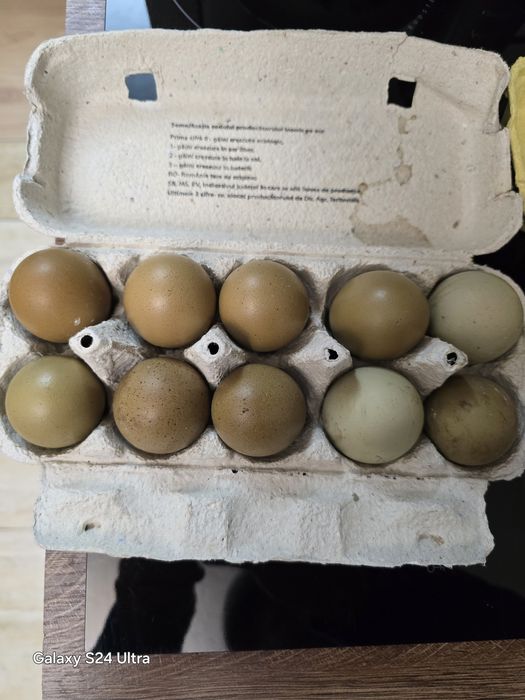 Ouă de incubat Araucana și Olive Egger 1 Decembrie • OLX.ro