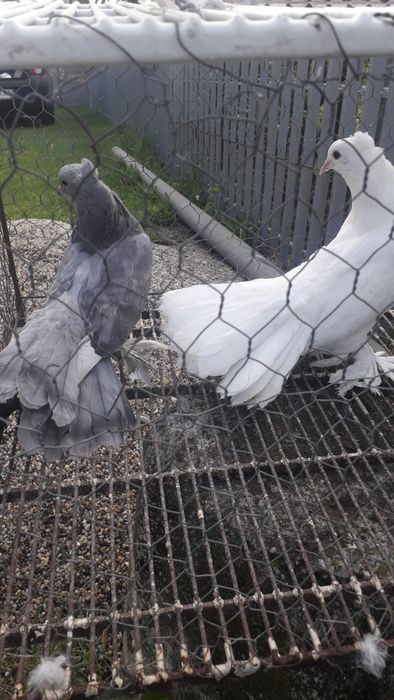 Vînd porumbei indieni 50ron bucata Pitesti • OLX.ro