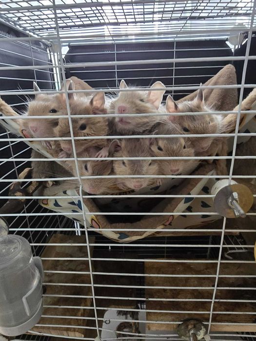 Veverite degu pui de 3 luni Bucuresti Sectorul 1 • OLX.ro