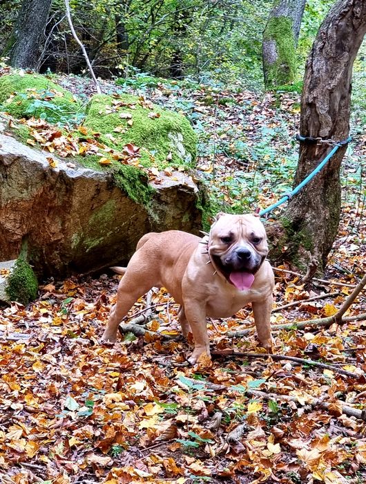 Mascul American Bully Hateg • OLX.ro
