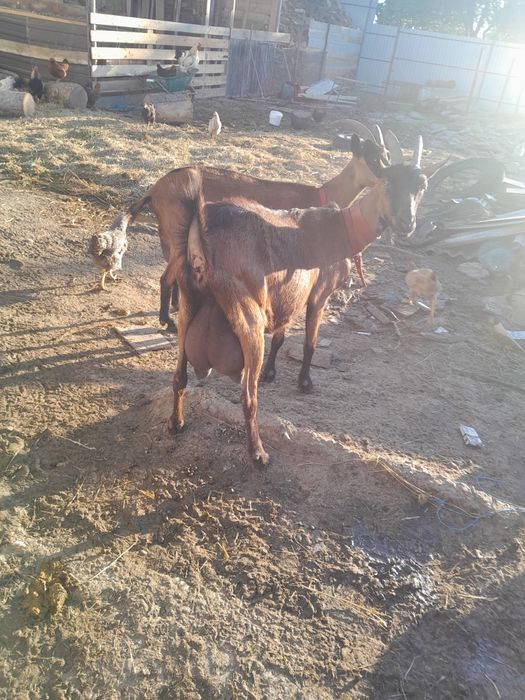 Vand lot capre alpin francez Munteni • OLX.ro