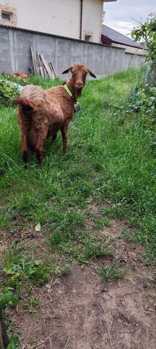 Vând doua capre bune de lapte Lalosu • OLX.ro