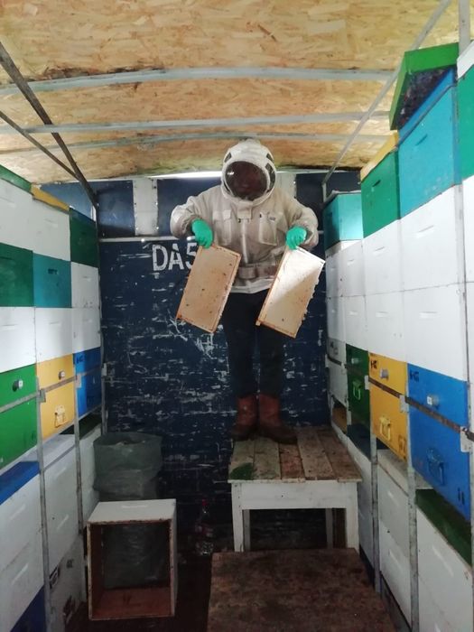 Matci buckfast VSH rezistente la puiet varos, regine, botci, albine al ...