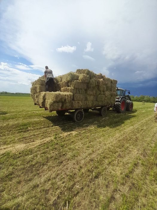 Baloti lucernă 2024 Potigrafu • OLX.ro