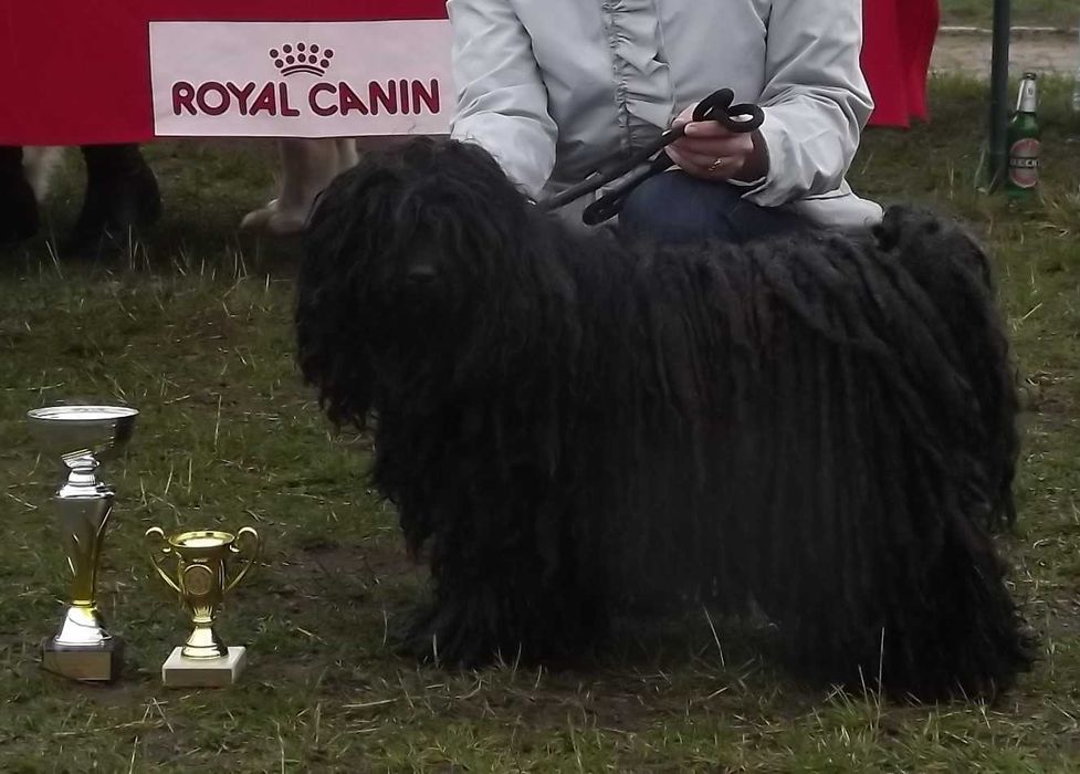 Pui Puli cu pedegree Sangeorgiu de Mures • OLX.ro