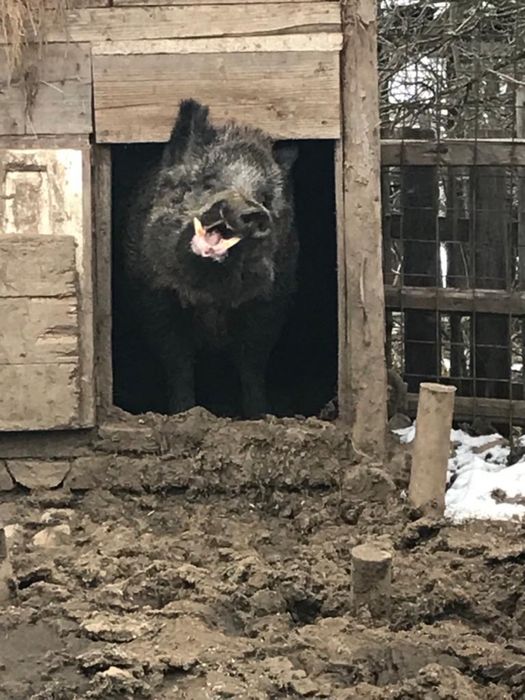 Trofeu de mistret Saru Dornei • OLX.ro