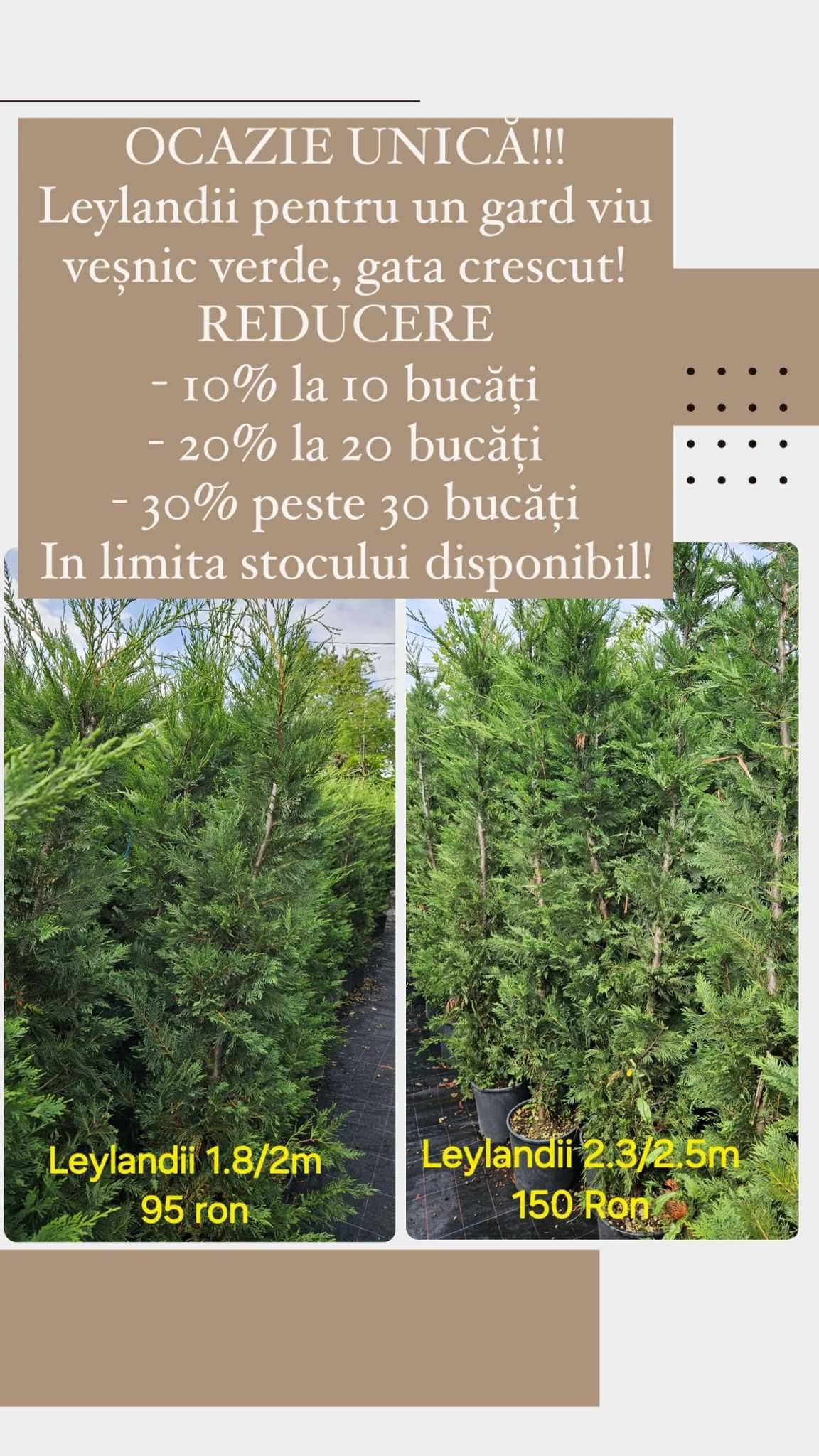 Ocazie unica!Leylandii verde pentru gard viu Oradea • OLX.ro Ocazie unica!Leylandii verde pentru gard viu Oradea • OLX.ro
