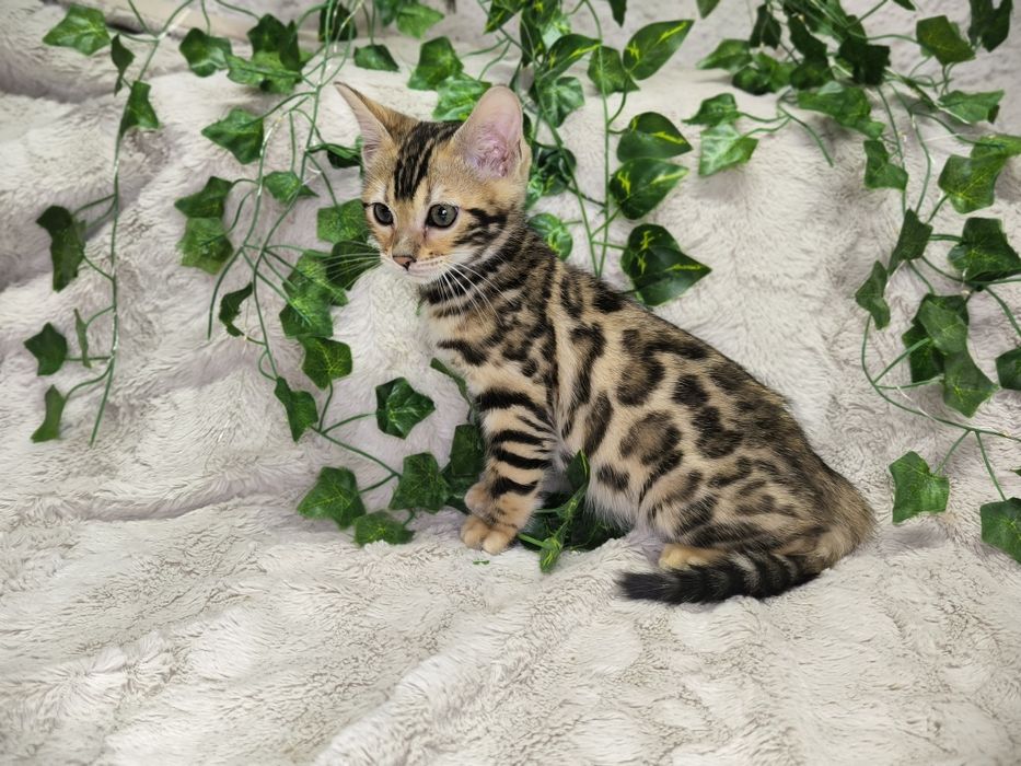 Vand fetita Bengal cu pedigree Oradea • OLX.ro