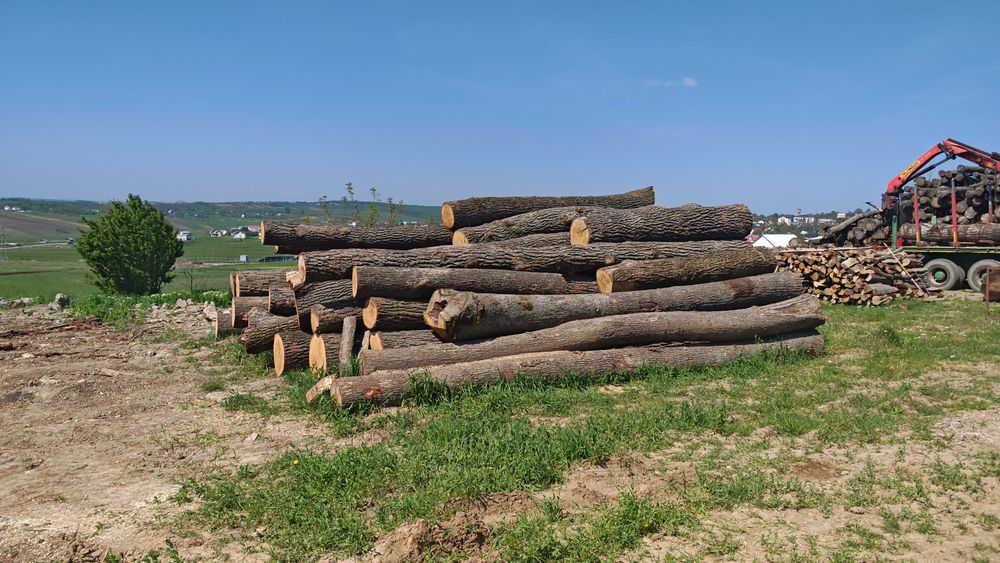 Bustean stejar gater clasa A si B Darabani • OLX.ro