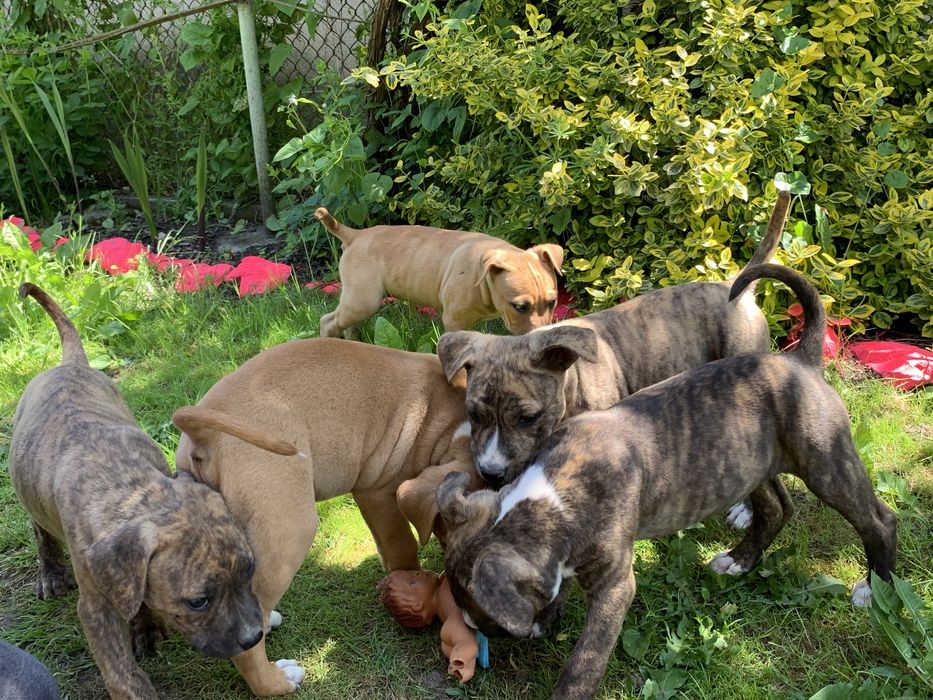 Pui Amstaff Pui - Caini, pisici - OLX.ro