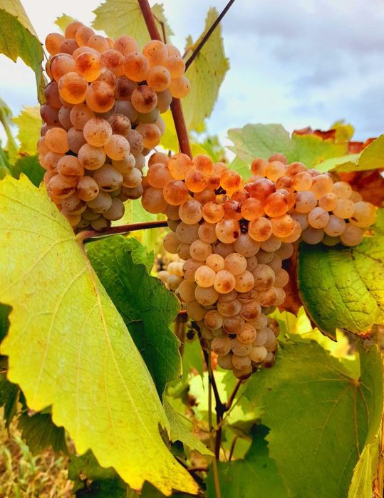 Struguri premium pentru vin - direct de la producător Focsani • OLX.ro