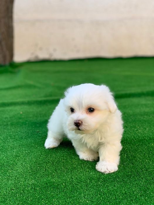 Bichon maltez mini toy Constanta • OLX.ro