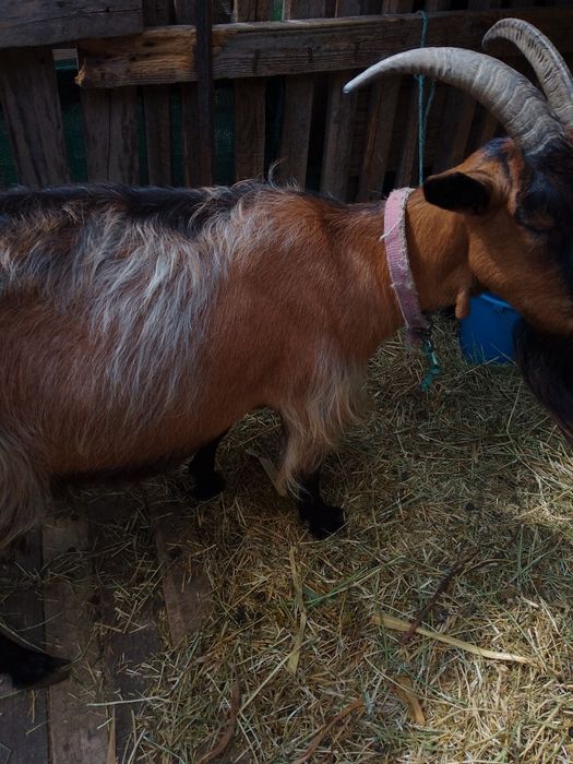 Vind capre Alpina Franceză mamă și fiică Mocira • OLX.ro