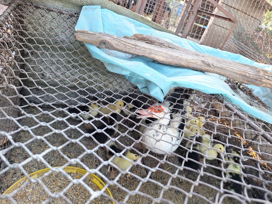 Pui de gaina ameuracana New Hampshire, australorp și boboci de rata ...