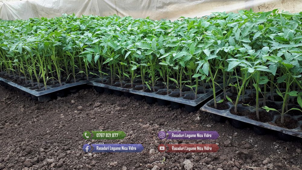 Rasad rosii | Rasaduri rosii / tomate si alte rasaduri legume 2025 ...