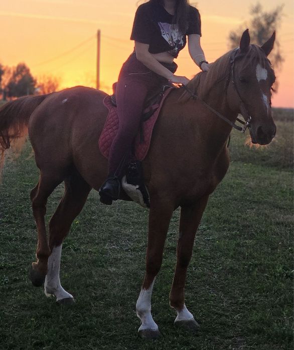 Cal pur sange arab pentru anduranță Satu Nou de Jos • OLX.ro