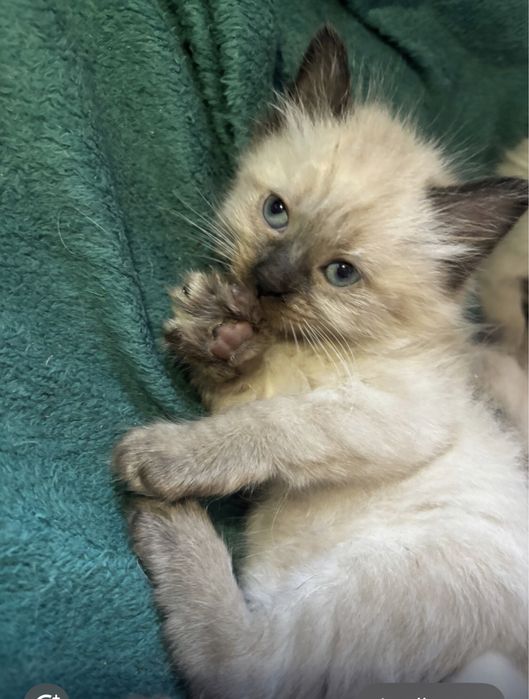 Ragdoll colorpoint! Bragadiru • OLX.ro