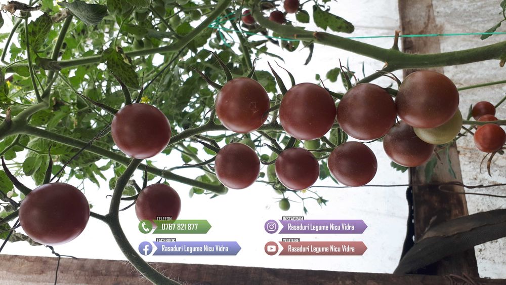 Vand Rasad | Rasaduri Rosii Cherry si Diverse Specialitati 2024 ...