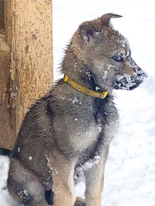 Lup Cehoslovac - Pui Bistrita • OLX.ro