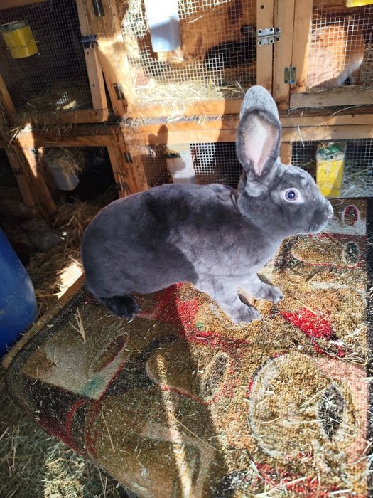 Iepuri Rex castor, galben și albastru Balacita • OLX.ro
