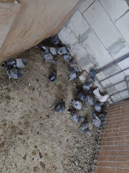 Vând pui de porumbei neieșiți la zbor și bătrâni cu clasări! Valea lui ...