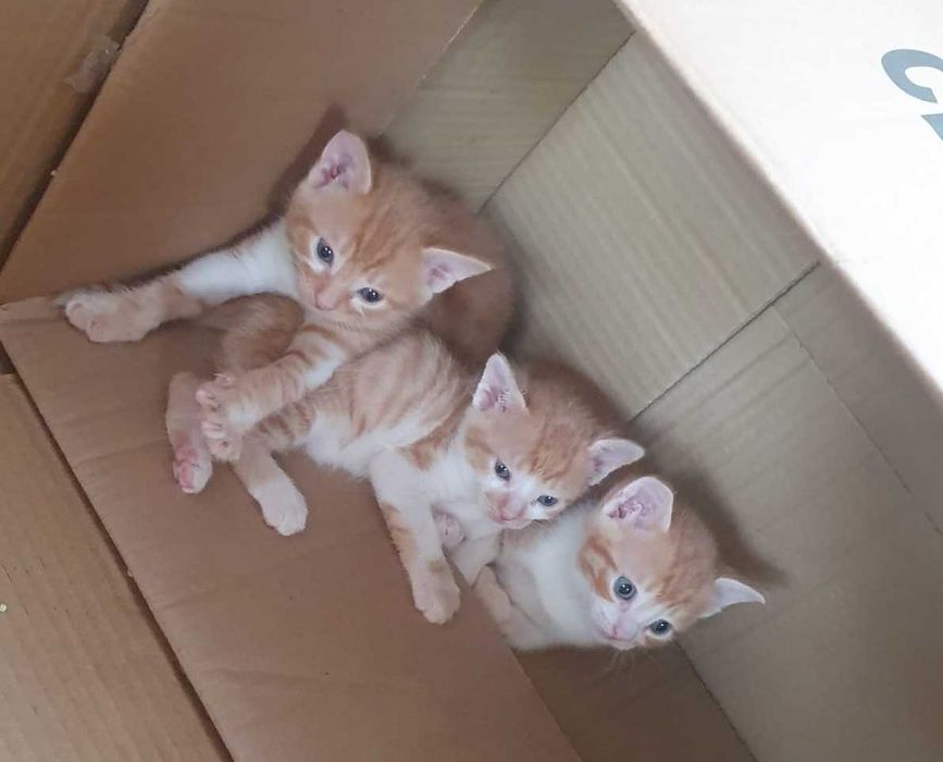 Donez 5 pisicuți drăgălași. Constanta • OLX.ro