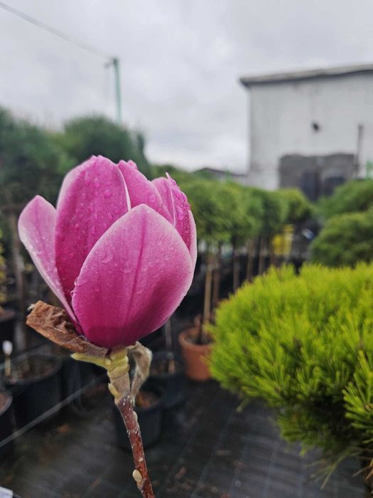 Magnolia diverse sortimente si marimi Oradea • OLX.ro