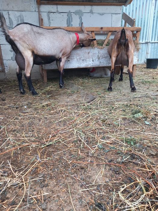 Vând capră alpina franceză Pufesti • OLX.ro