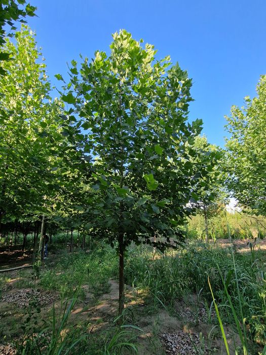 Tei mirositori copaci si puieti Jupiter • OLX.ro