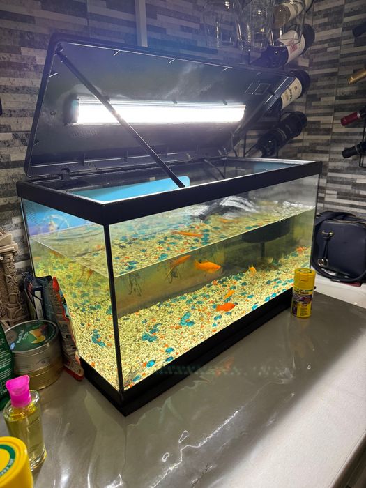 Vând acvariu cu pești + aspirator electric! Constanta • OLX.ro