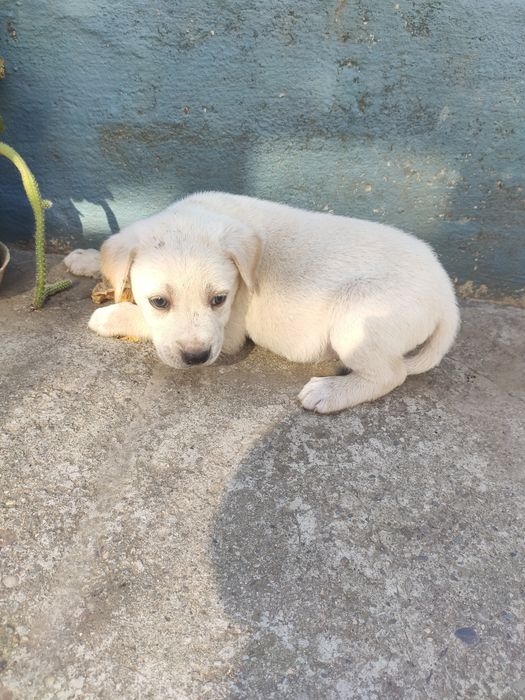 Donez câini mici Arad • OLX.ro