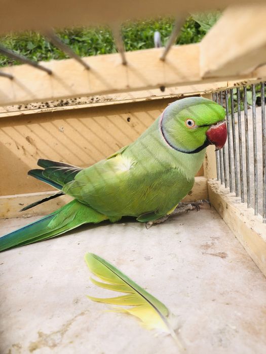 Papagali pui vorbitori Micul Alexandru Alexander Ploiesti • OLX.ro