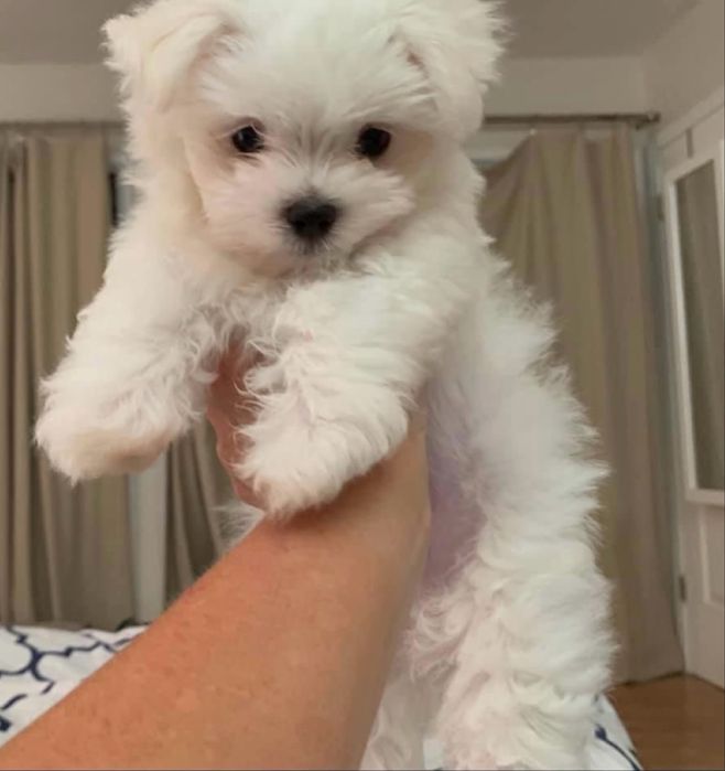 Puiut bichon 800 lei Bucuresti Sectorul 2 • OLX.ro